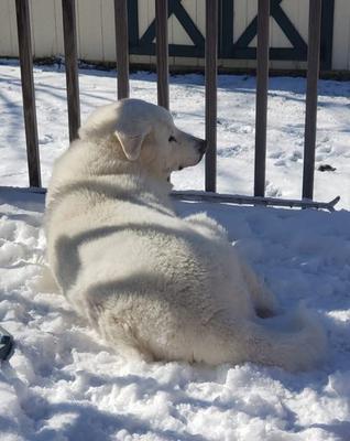 My dog Sam - 18-years-old